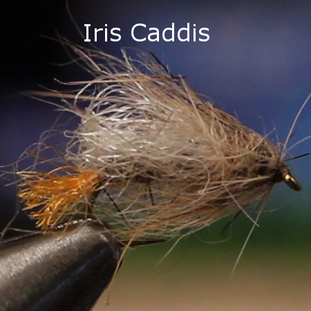 Caddis – Flyfishers at the Crossing