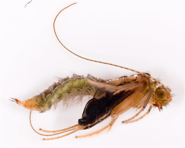 Caddis – Flyfishers at the Crossing