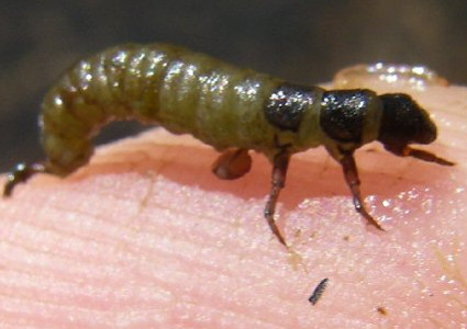 Caddis – Flyfishers at the Crossing