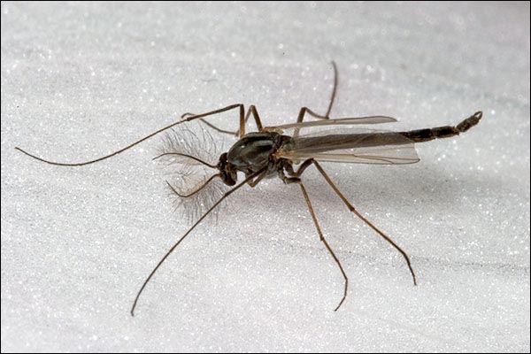 Midges – Flyfishers at the Crossing