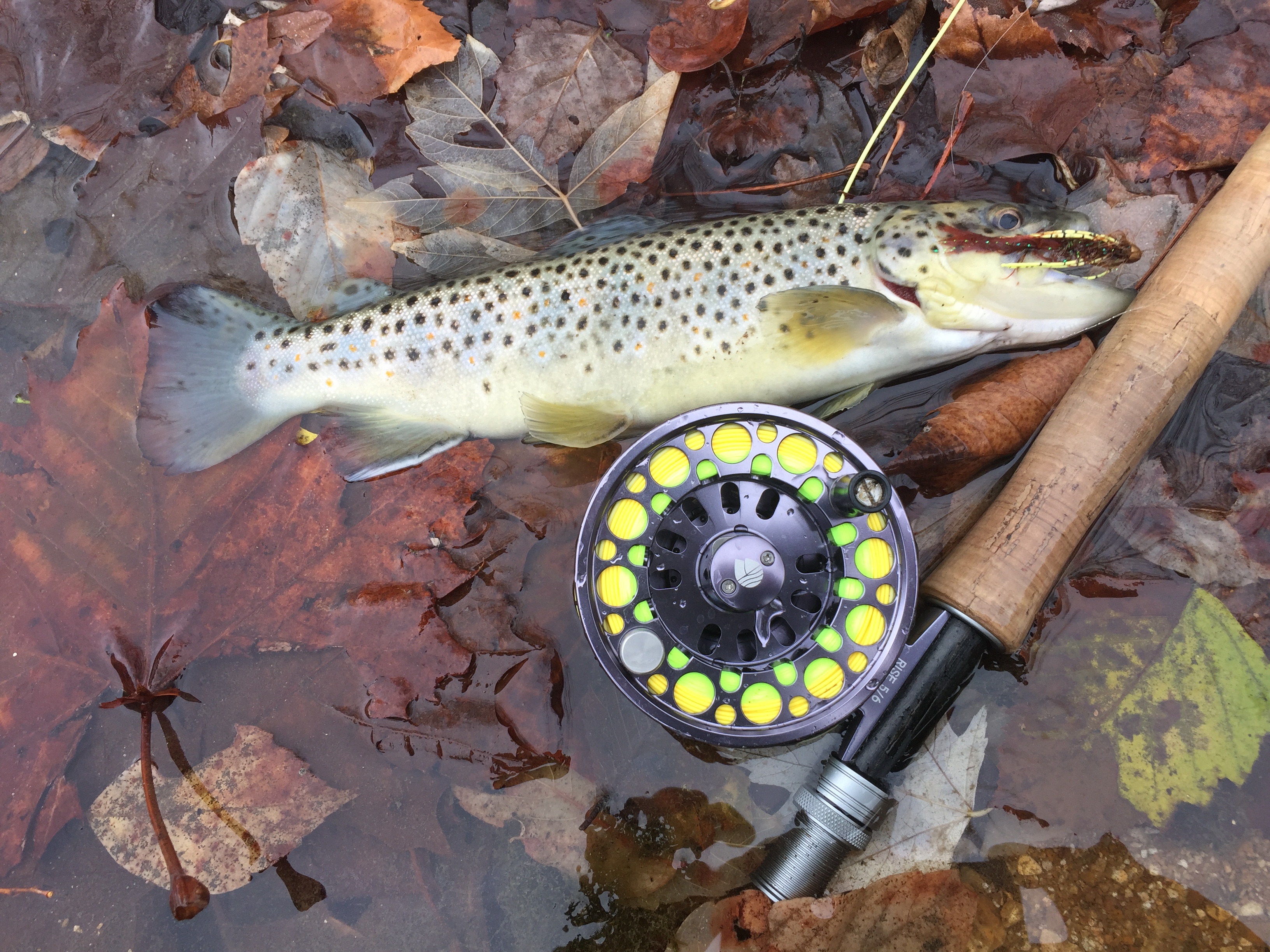 Trips: A Day on the Meramec River – Flyfishers at the Crossing