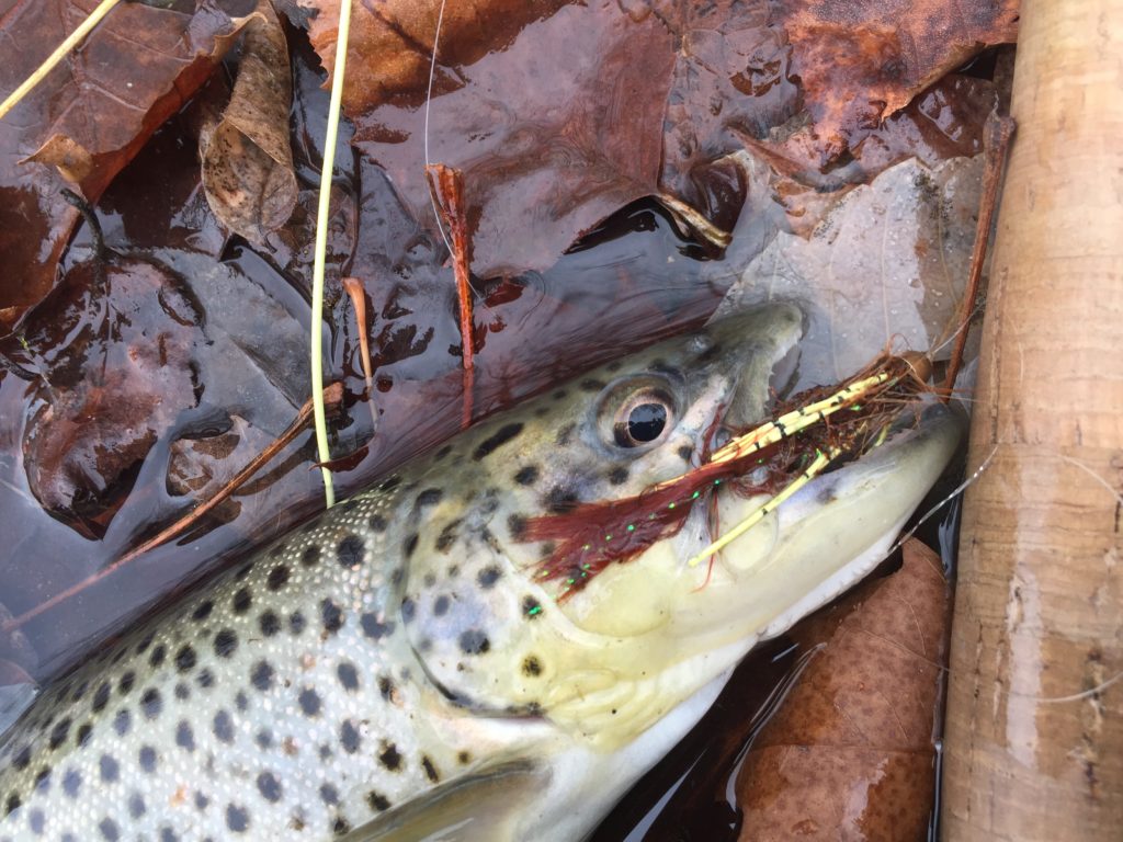 Trips: A Day on the Meramec River | Flyfishers at the Crossing