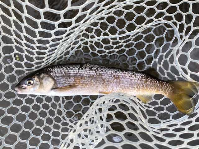 Trips: Colorado – Record Cold – But WE Fished! – Flyfishers at the Crossing