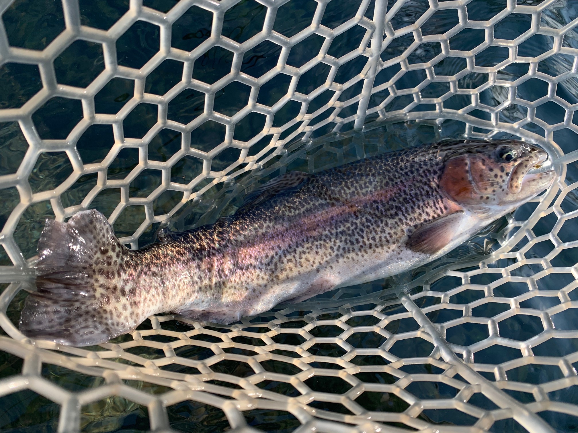 Trips: I Don’t Fish Alone – Flyfishers at the Crossing