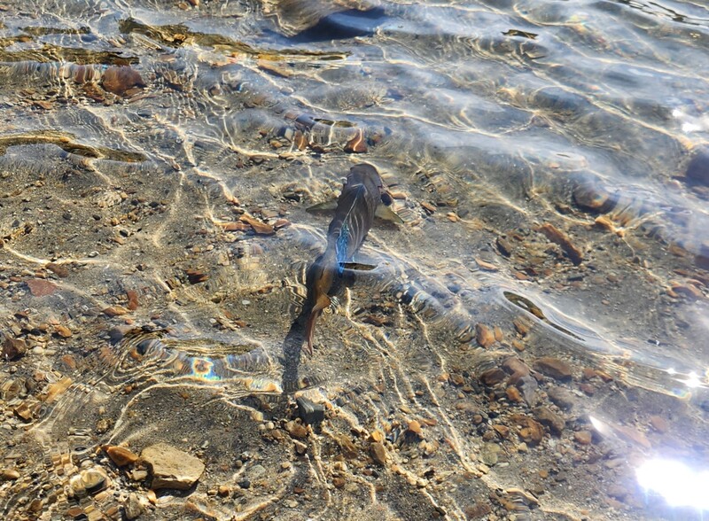 Combat Fisherman – Montana – Flyfishers at the Crossing