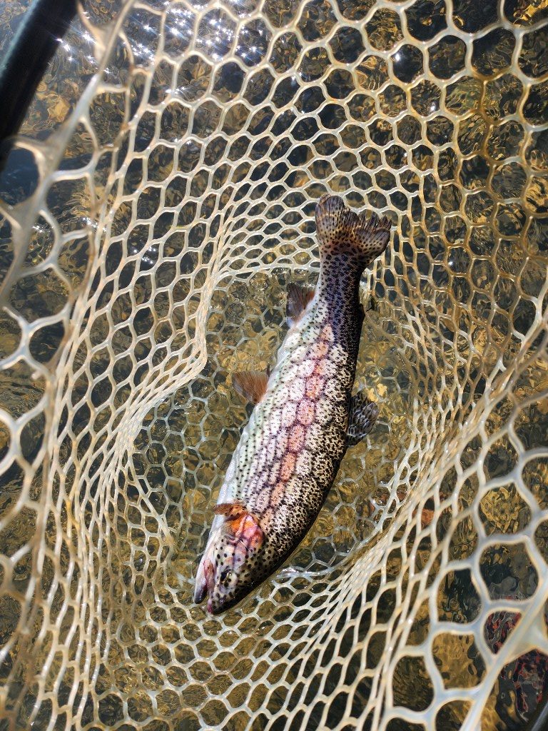 Trips: An Extended Trip! – Flyfishers at the Crossing