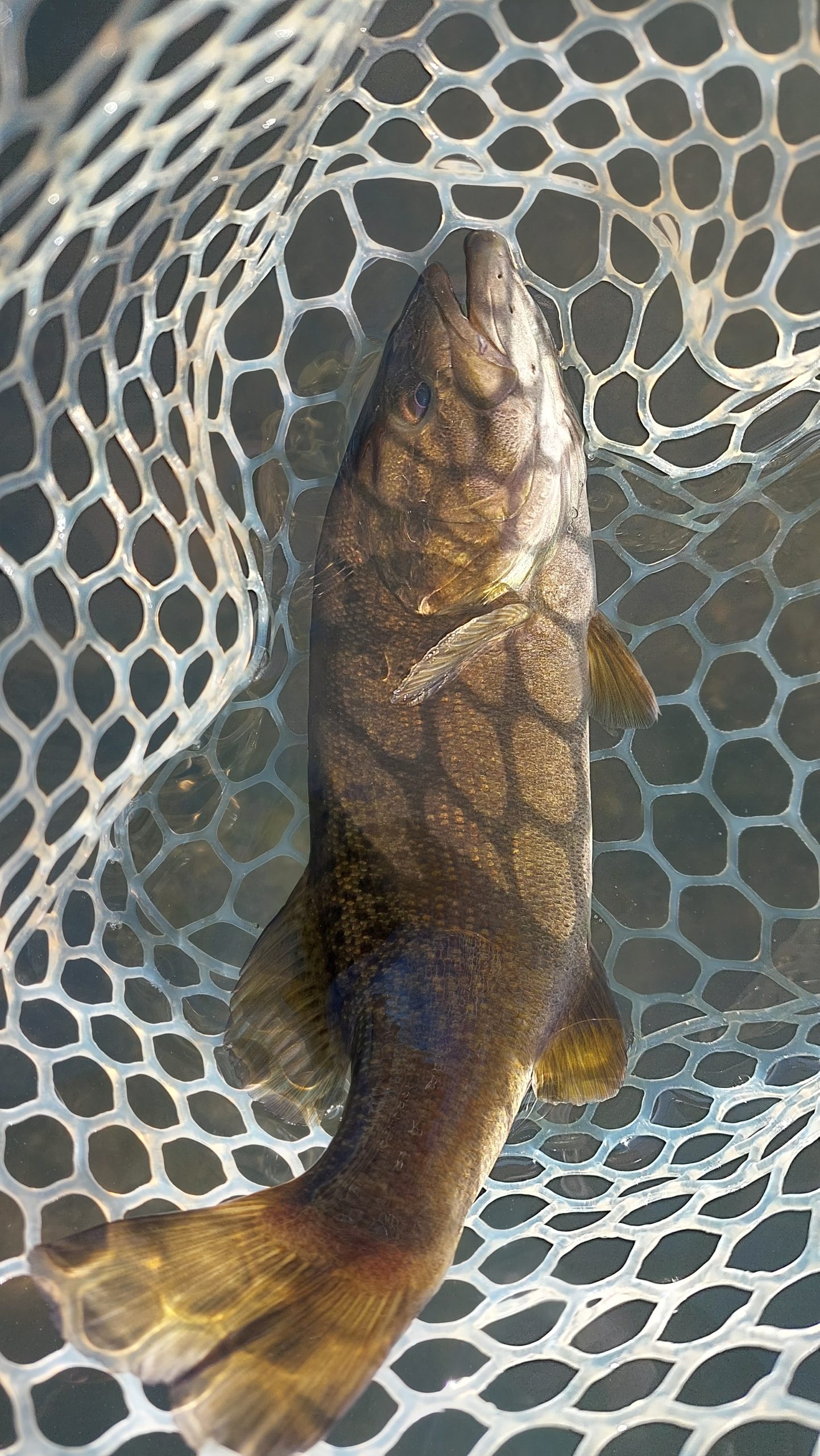 Trips: Spring River Again! – Flyfishers at the Crossing