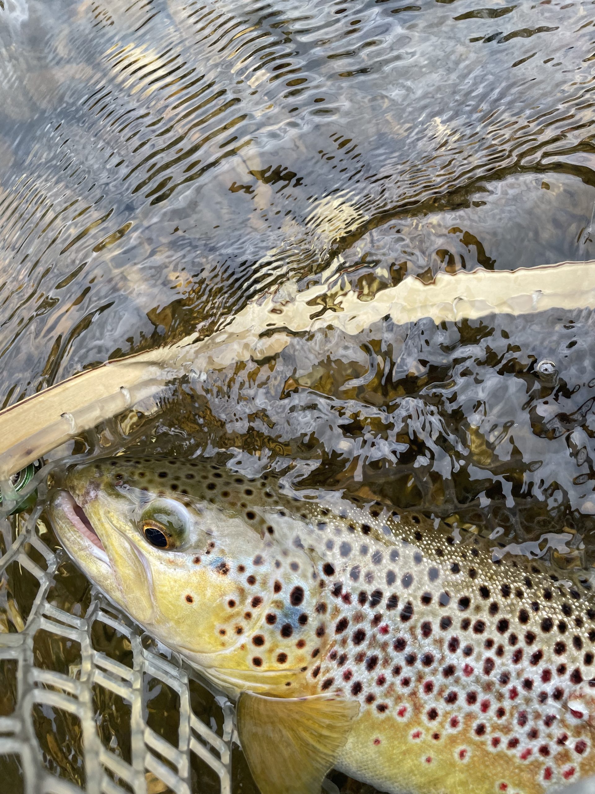 Trips: MORE Cicada Frenzy – Flyfishers at the Crossing