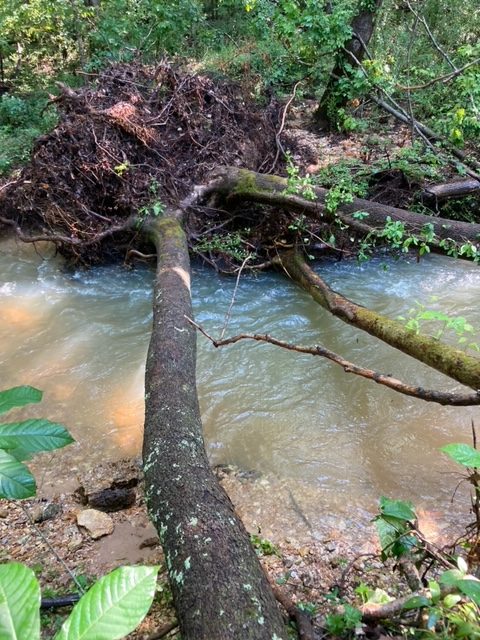 Trips: Blue Spring Creek – Flyfishers at the Crossing