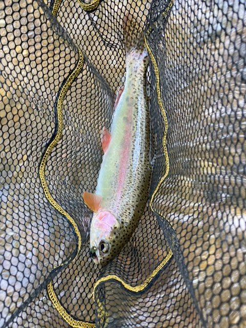 Trips: Blue Spring Creek – Flyfishers at the Crossing